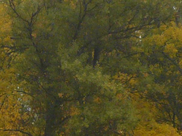 forest side view texture 0007 - Texturelib